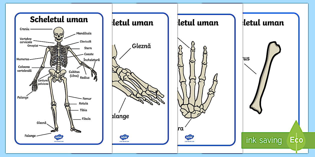 Planșe cu scheletul uman | Resurse Twinkl România - Twinkl
