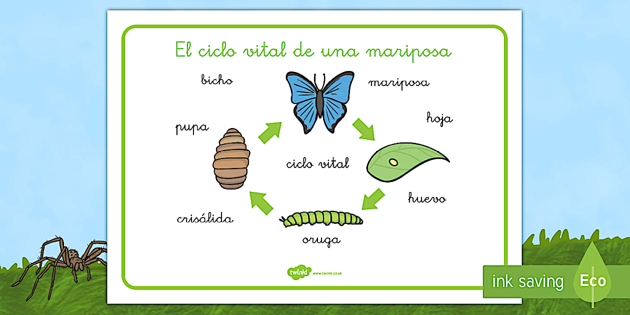 Tapiz de vocabulario: El ciclo vital de la mariposa - Twinkl