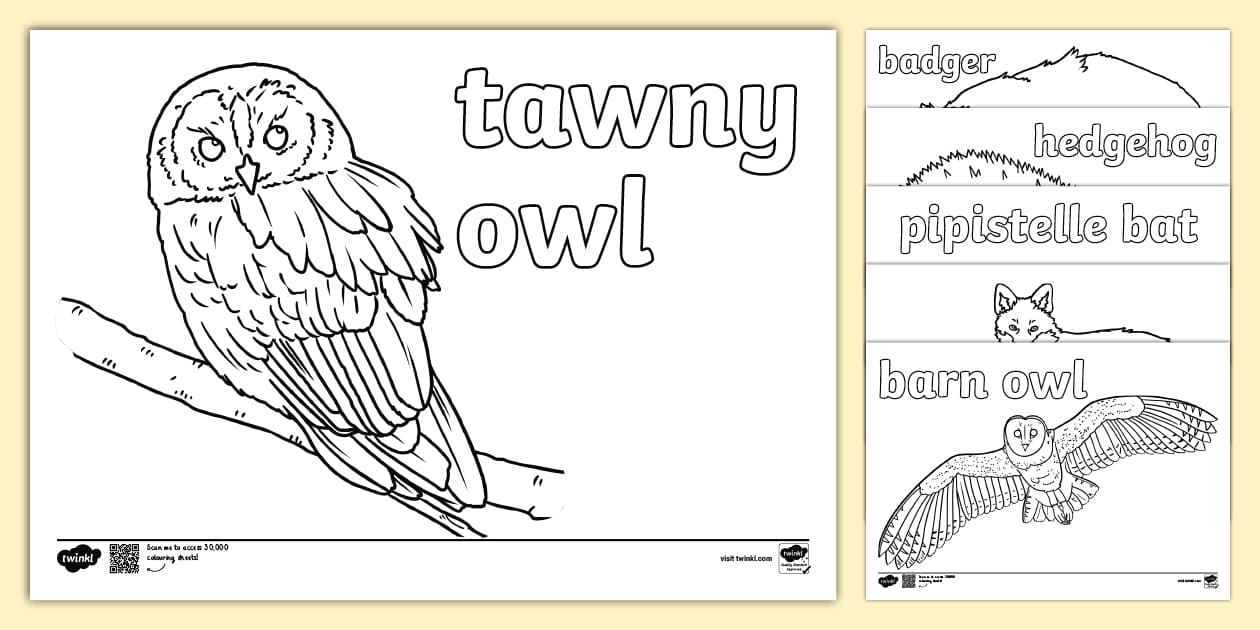 Nocturnal Animal Picture and Word Colouring Sheets