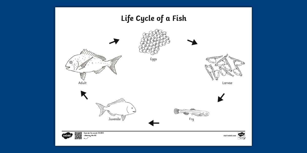 Life Cycle of a Fish Colouring Page (teacher made) - Twinkl