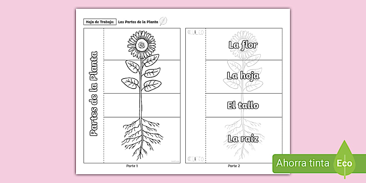 Hoja de Trabajo: Partes de la Planta - Twinkl