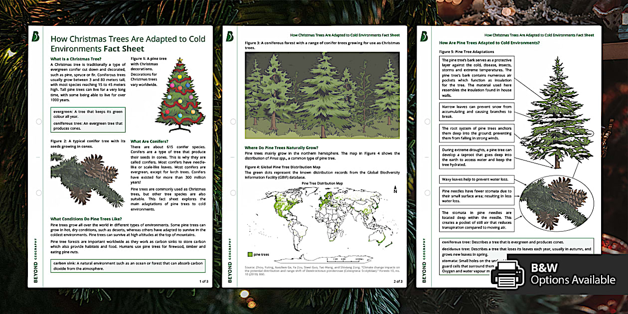 How Xmas Trees Are Adapted to Cold Environments Fact Sheet