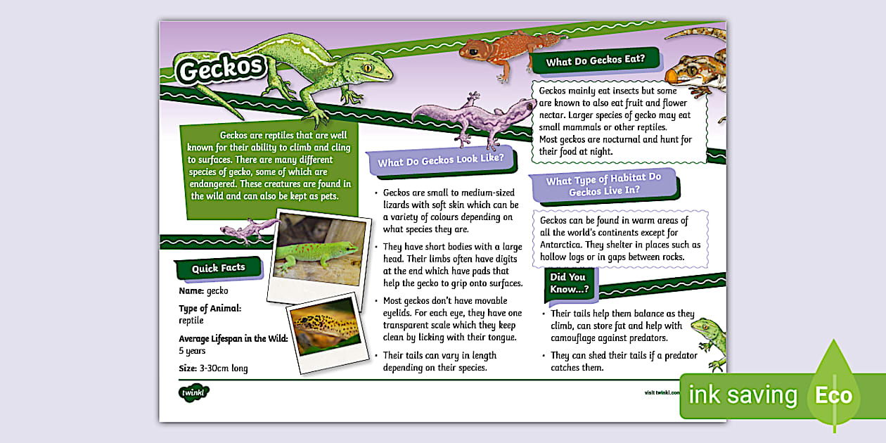 Gecko Fact File (ティーチャーメイド) - Twinkl