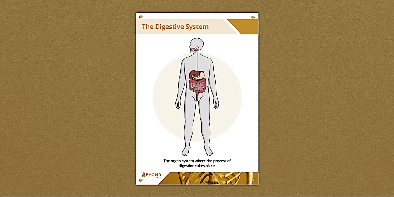 Digestive System Display Poster | Science | Beyond - Twinkl