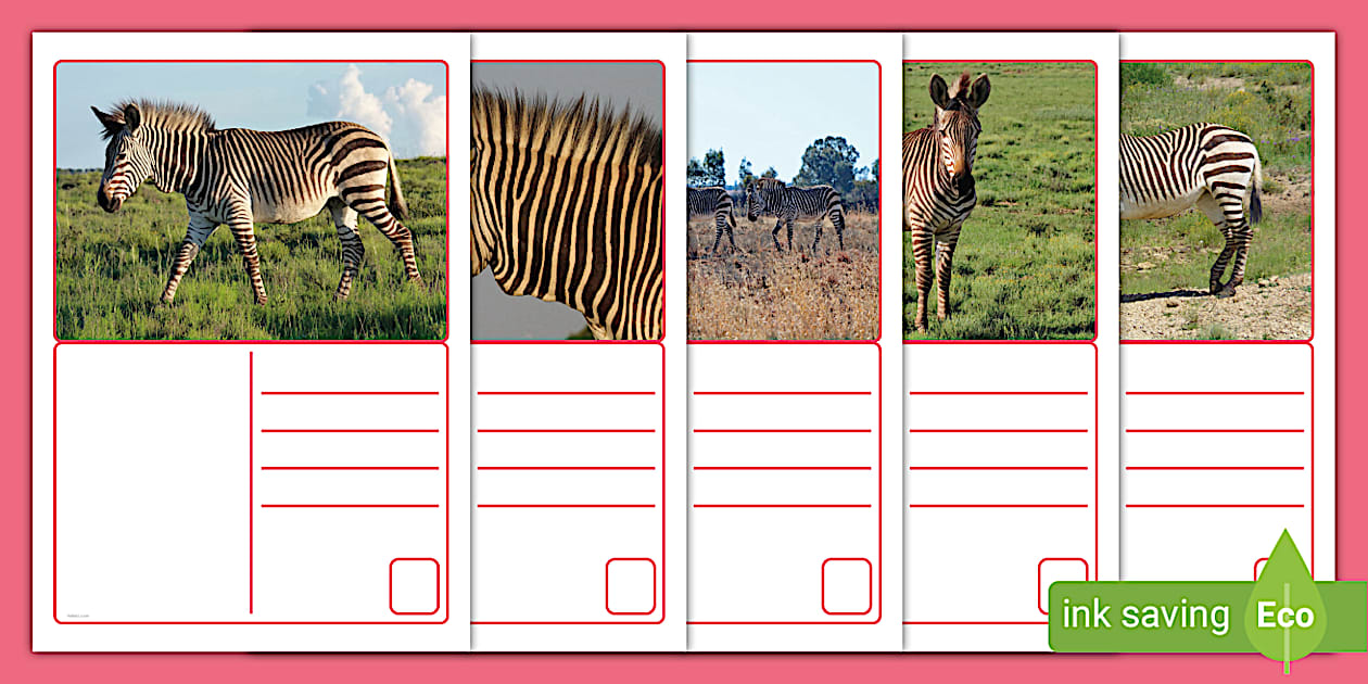 Mountain Zebra Postcards | Twinkl Mountain Zebra Postcards