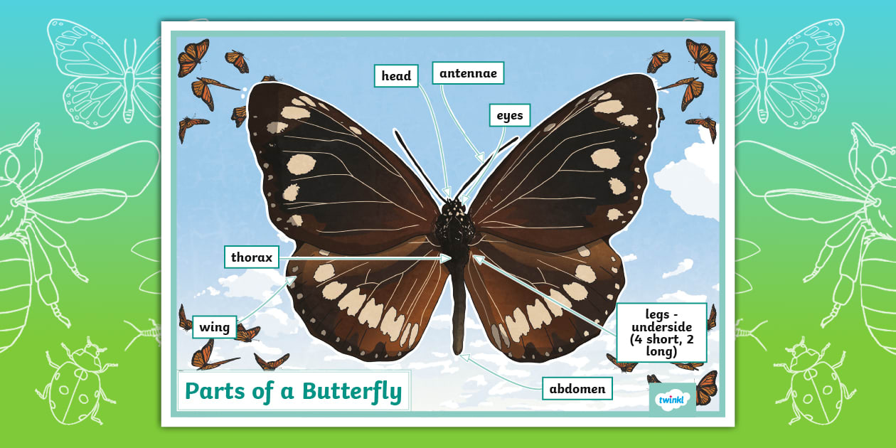 Parts of a Butterfly Display Poster (teacher made) - Twinkl