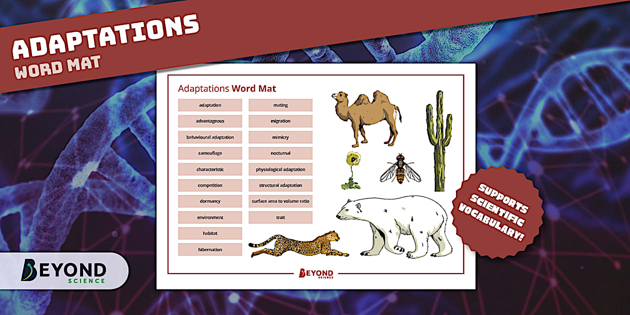 Adaptations Word Mat | KS3 Biology | Beyond Science