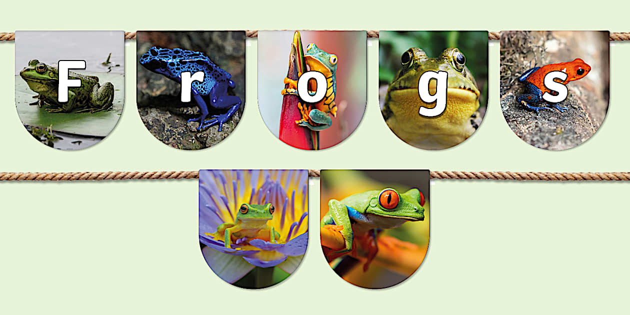 Frogs Photo Display Bunting (Teacher-Made) - Twinkl