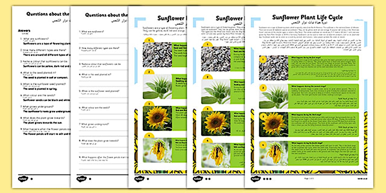 Middle Ability Sunflower Plant Life Cycle Differentiated Reading ...
