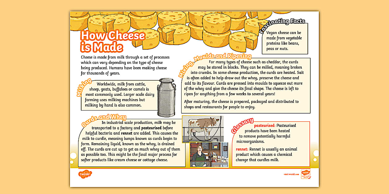 How Cheese Is Made Fact File - KS2 (teacher made) - Twinkl