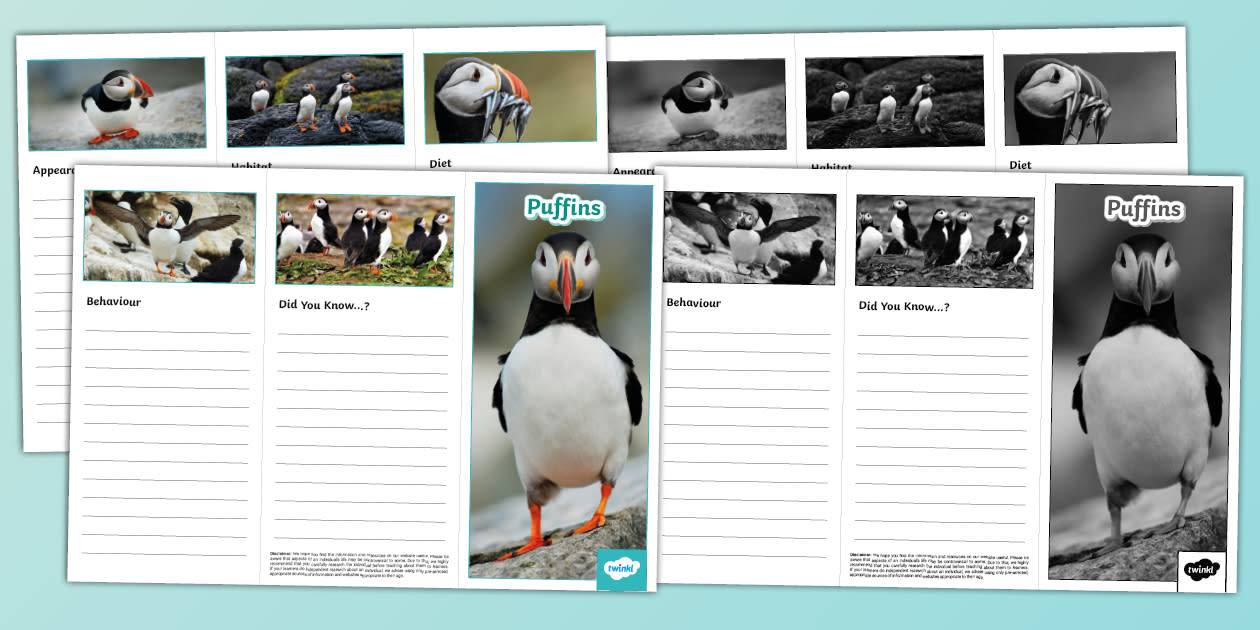 Puffins Leaflet Template (teacher made) - Twinkl