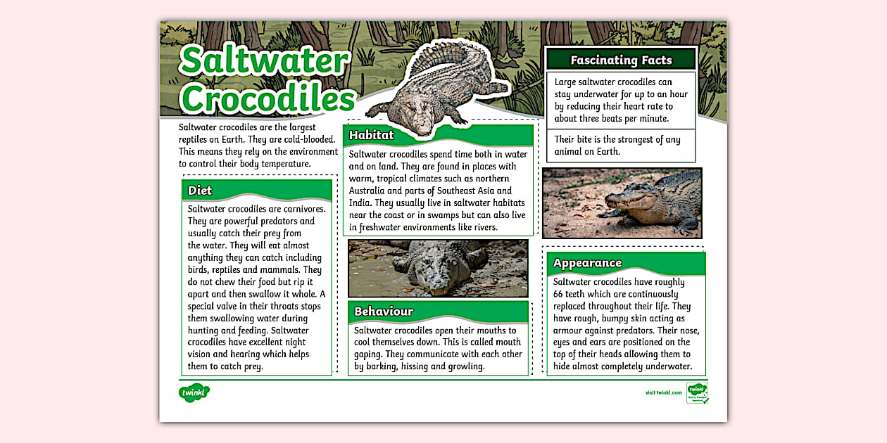 KS2 Saltwater Crocodile Fact File (teacher made) - Twinkl