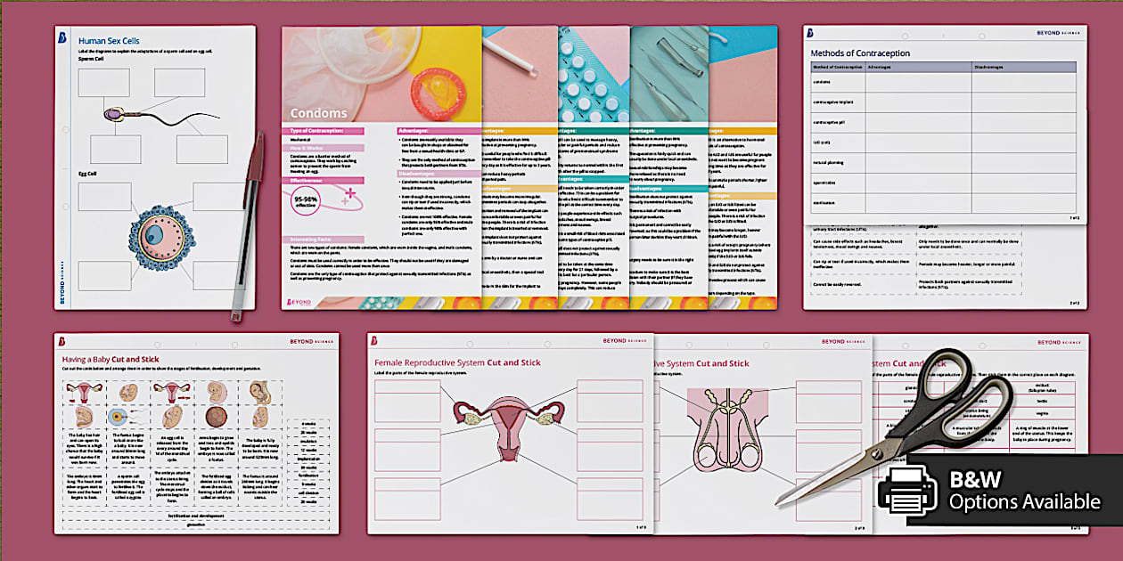 KS3 Human Reproduction Cut and Stick Resource Pack - Twinkl