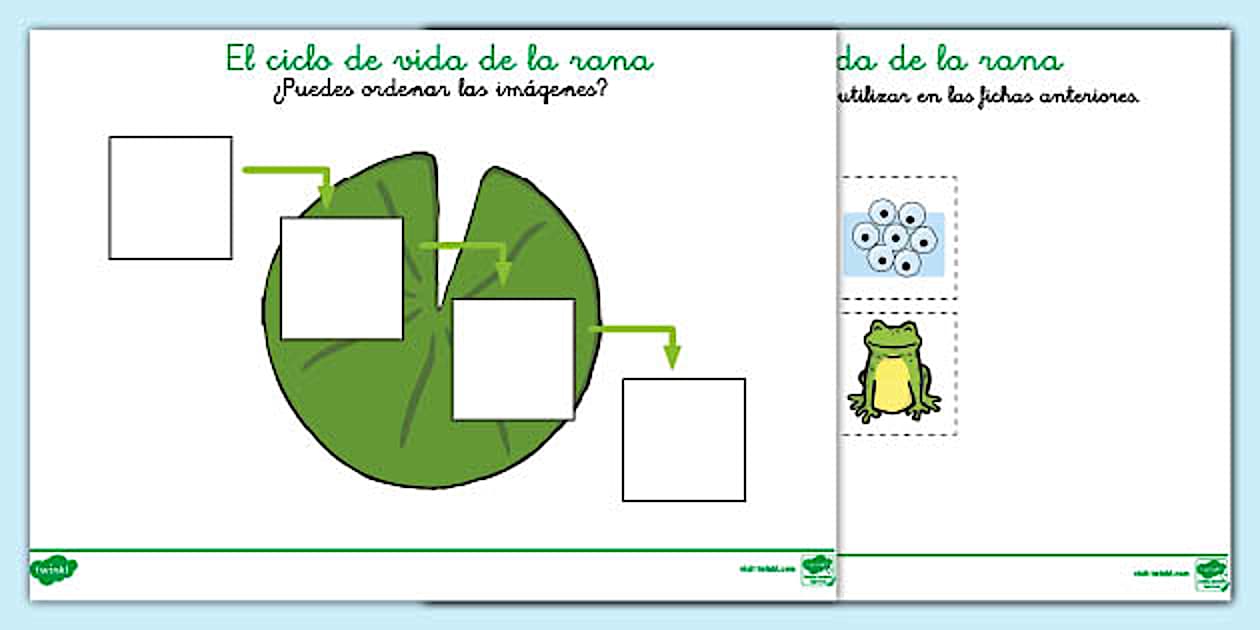 Ficha de actividad: El ciclo de vida de la rana - Twinkl