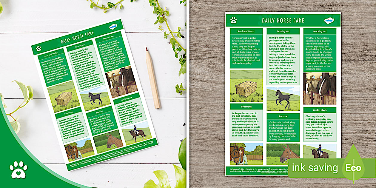 Daily Horse Care - Information Sheet - Horses - Twinkl Pets