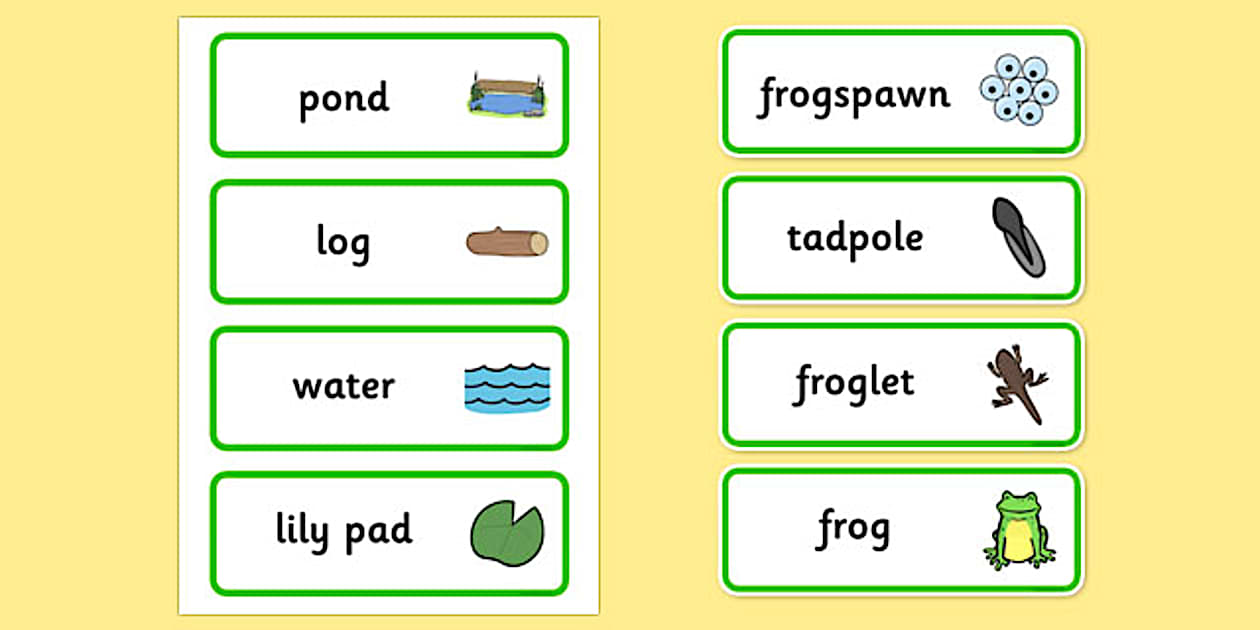 TAS Life Cycle of a Frog Word Cards (teacher made) - Twinkl