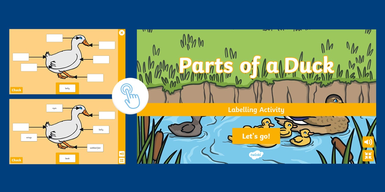 Parts of a Duck Interactive Labelling Activity - Twinkl