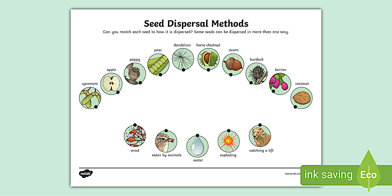 Seed Dispersal Methods Matching Activity - Twinkl