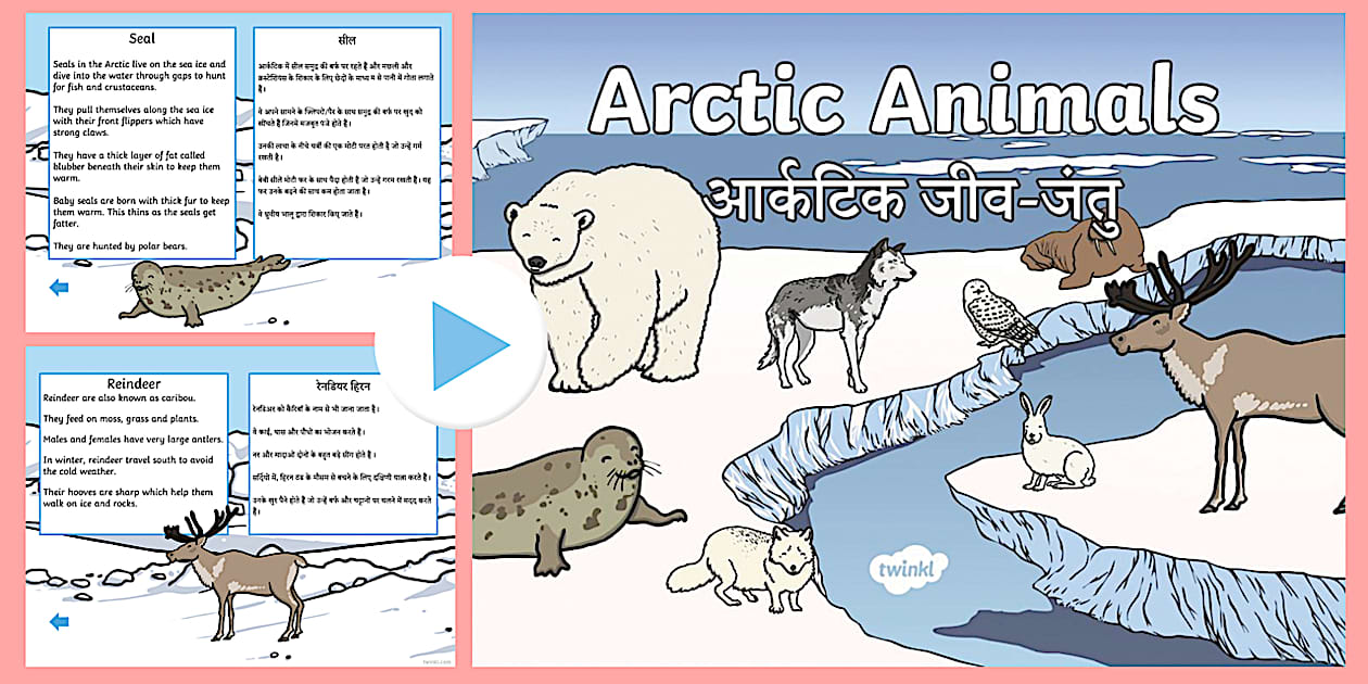 Winter Arctic Animals Habitat PowerPoint English/Hindi