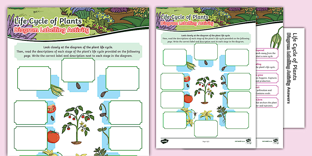 Life Cycle of Plants Diagram Labelling Activity - Twinkl