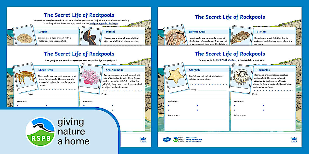 FREE! - Life in Rock Pools Activity | RSPB Wild Challenge | Twinkl
