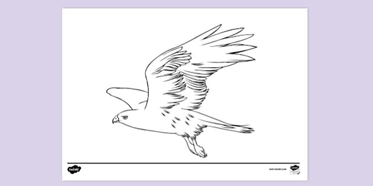 Australian Hawk Colouring Sheet | Colouring Pages - Twinkl