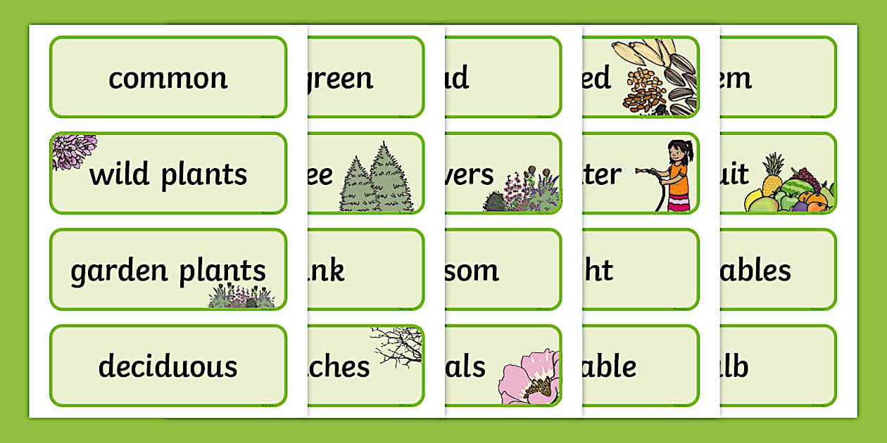 Year 2 Plants Scientific Vocabulary Cards - Twinkl