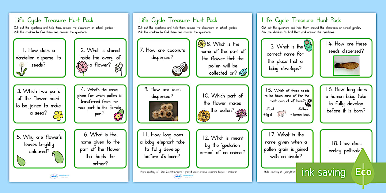 Life Cycle Treasure Hunt Pack (teacher made) - Twinkl