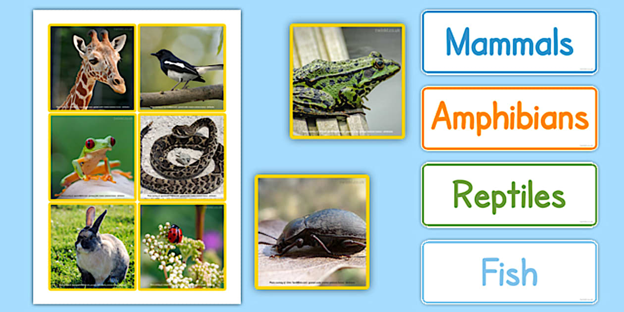 Animal Groups Photo Sorting Cards - ESL Animal Resources