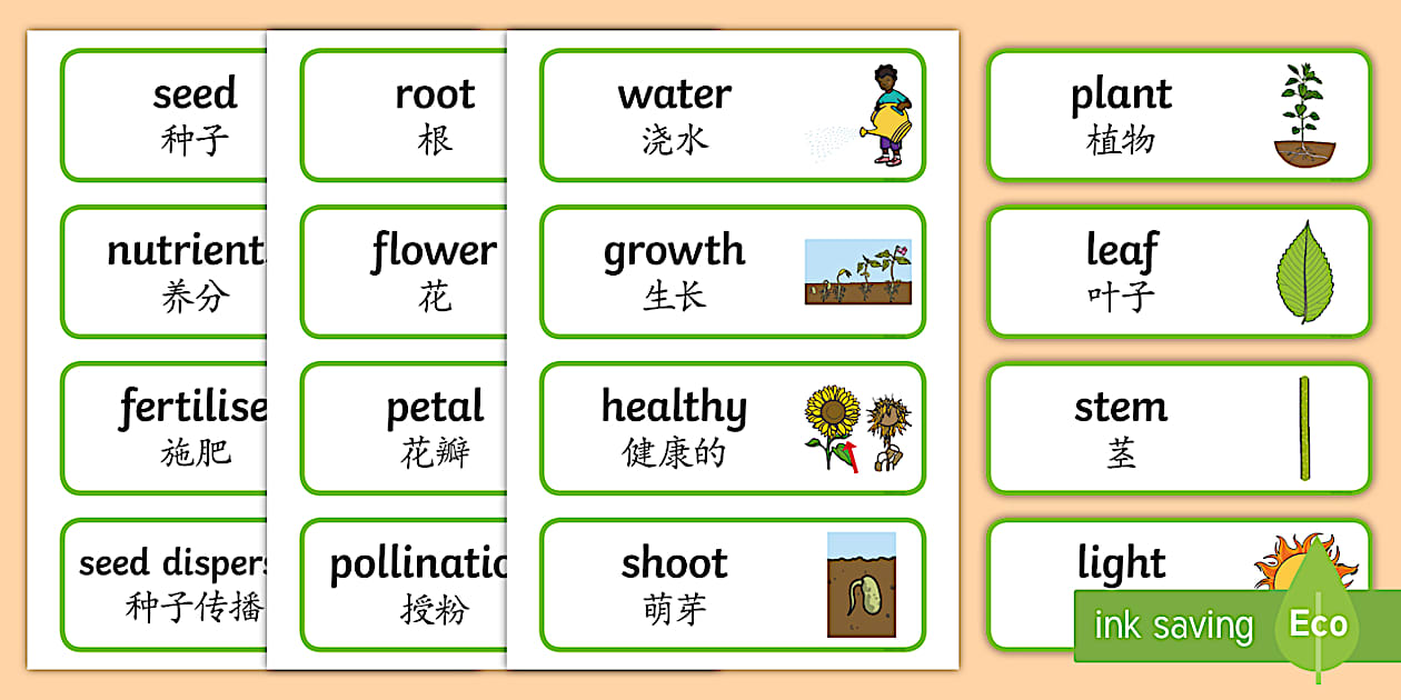 Plants Vocabulary Cards English/Mandarin Chinese - Plant Vocabulary