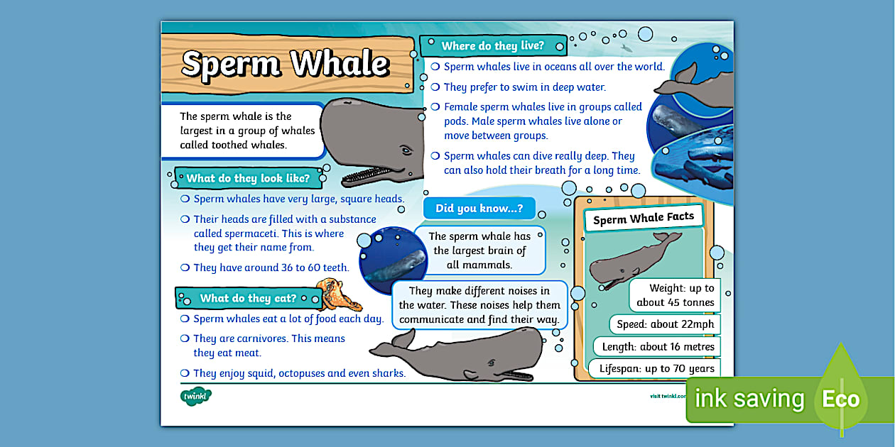 Sperm Whale Fact File - Twinkl
