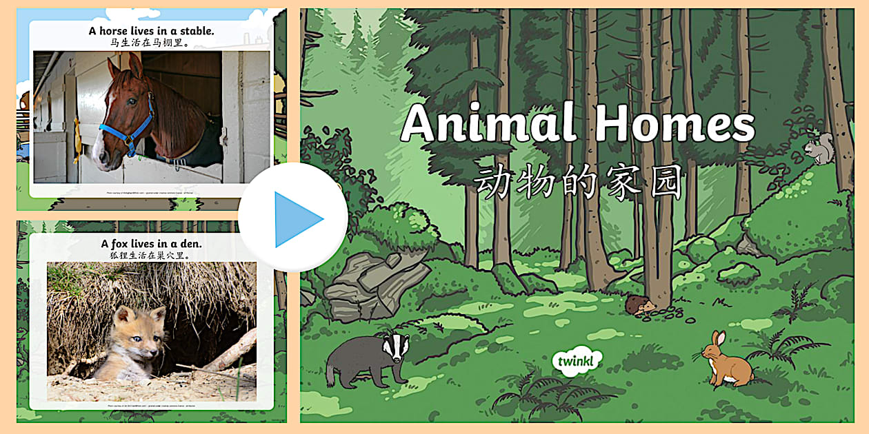Animal Homes PowerPoint English/Mandarin Chinese - Animal Homes Powerpoint