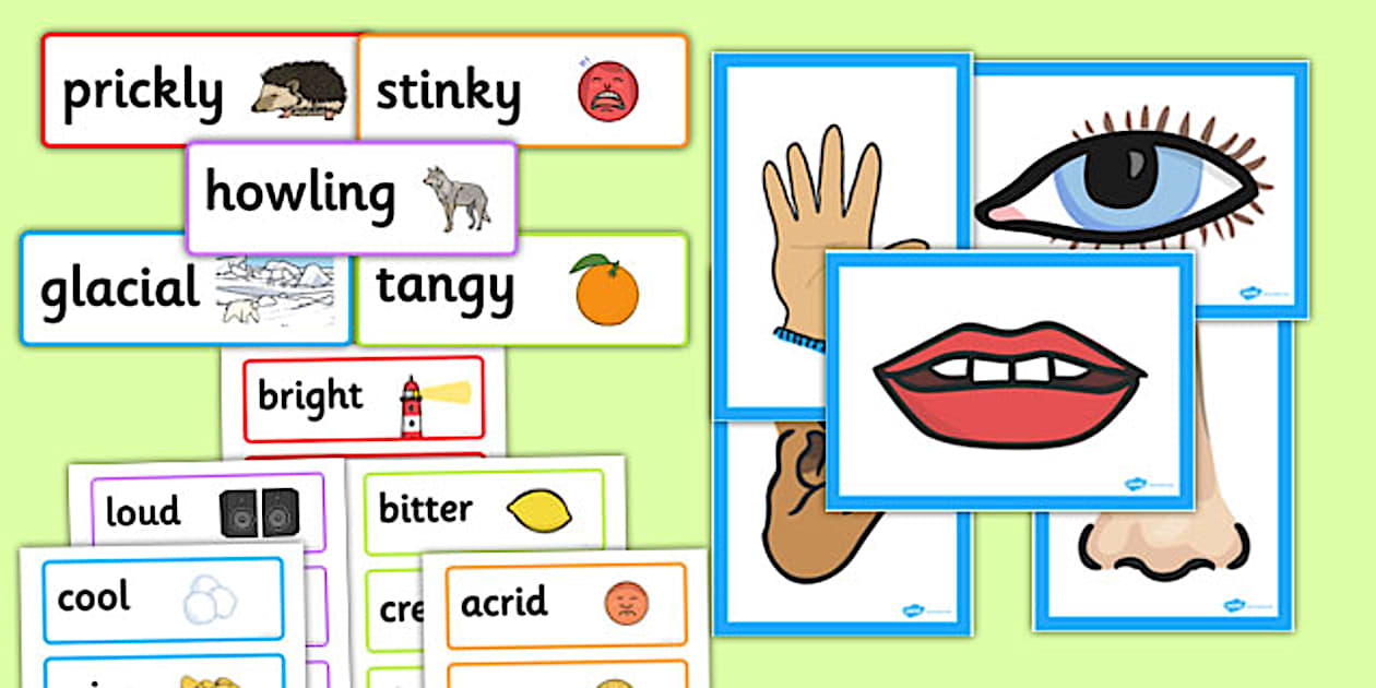 Sensory Vocabulary Display Pack (teacher made) - Twinkl