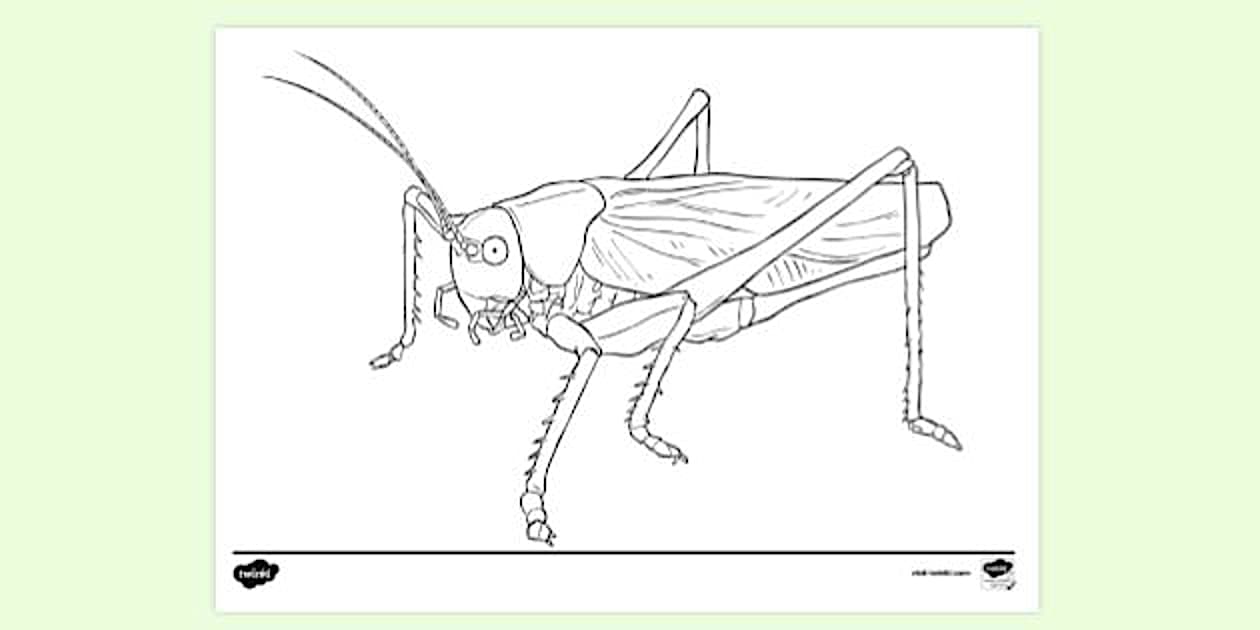 Cricket Colouring Sheet | Colouring Sheets (teacher made)
