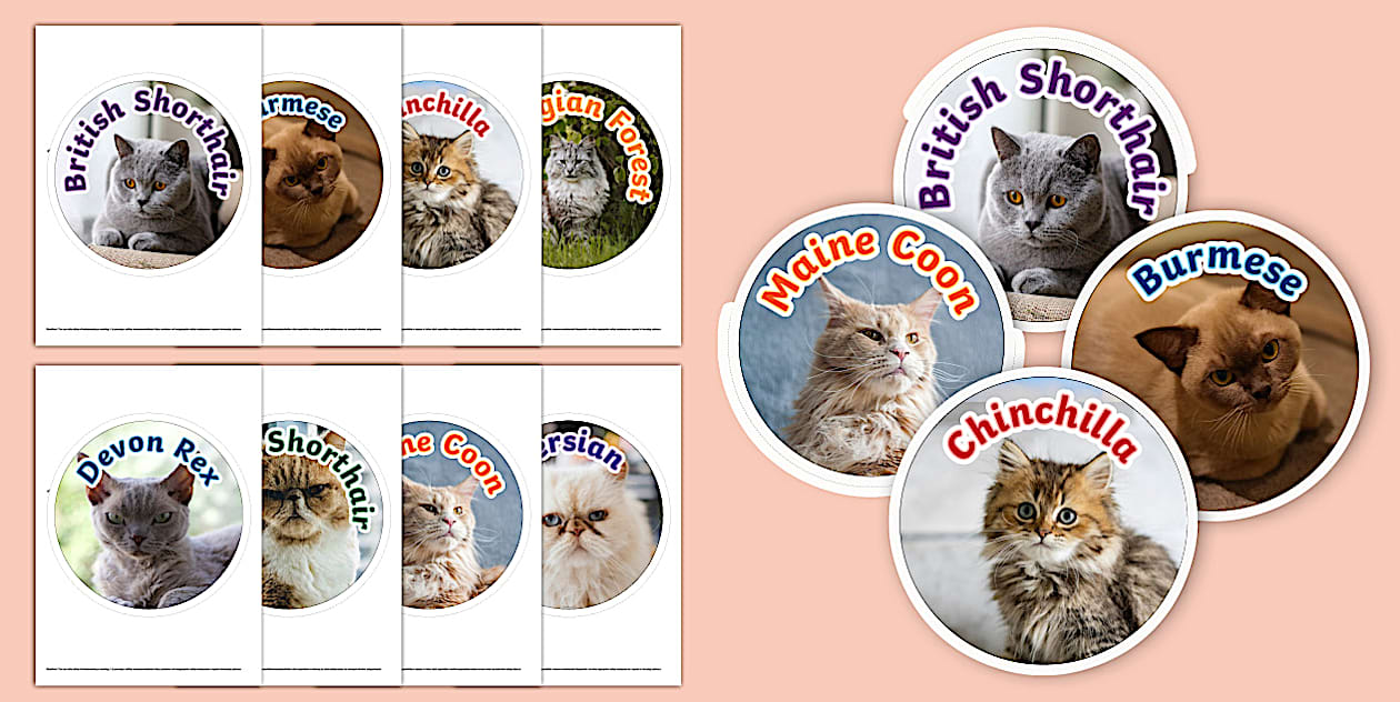 Cat Breeds Circle Display Photo Cut-Outs (teacher made)