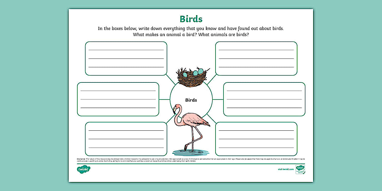 Birds Mind Map (teacher made) - Twinkl