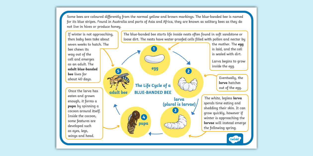 Blue-Banded Bee Life Cycle Poster (Teacher-Made) - Twinkl