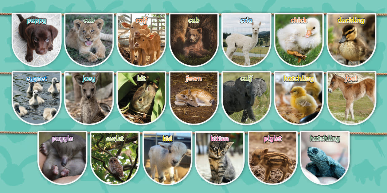 Baby Animals Photo Display Bunting - Twinkl