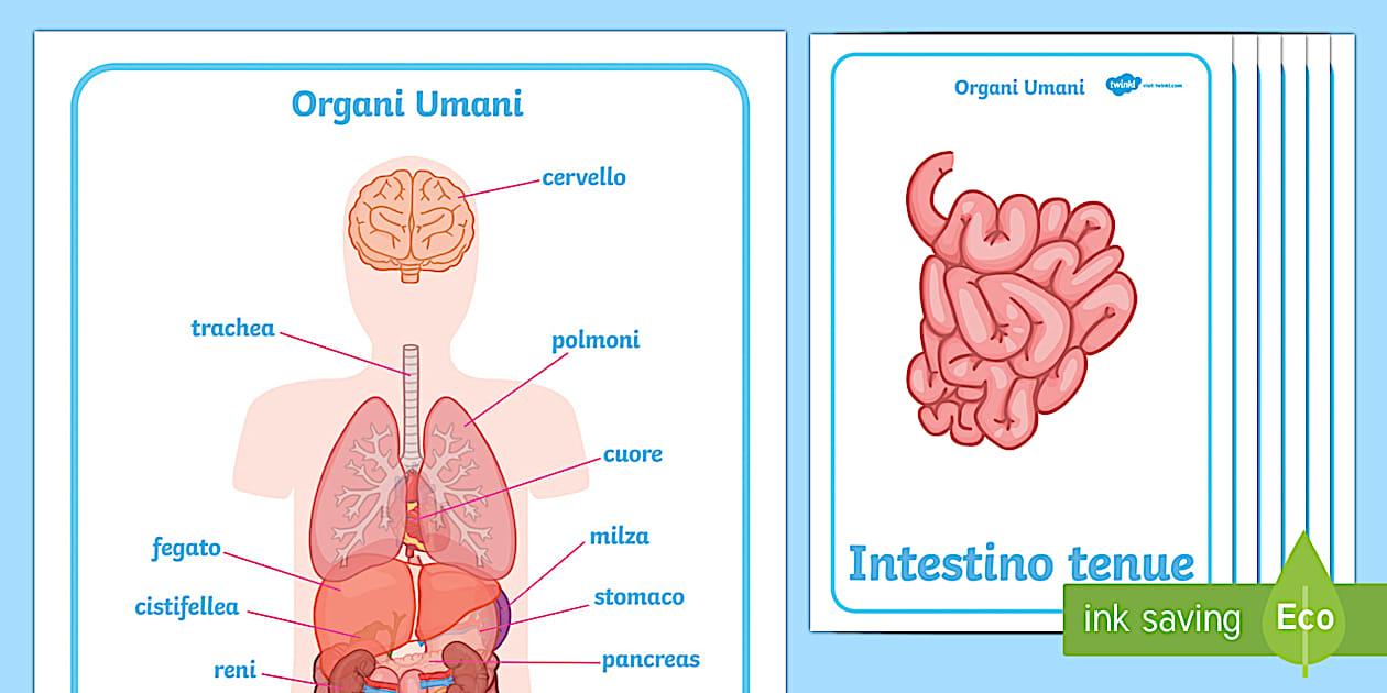 Gli Organi del Corpo Umano Poster - Twinkl