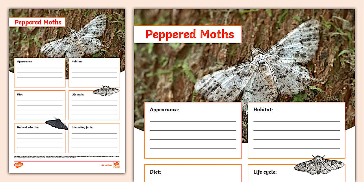 Peppered Moths Fact File Template (teacher made) - Twinkl