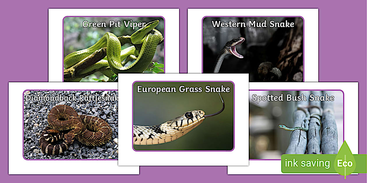 Snakes Display Photos (teacher made) - Twinkl