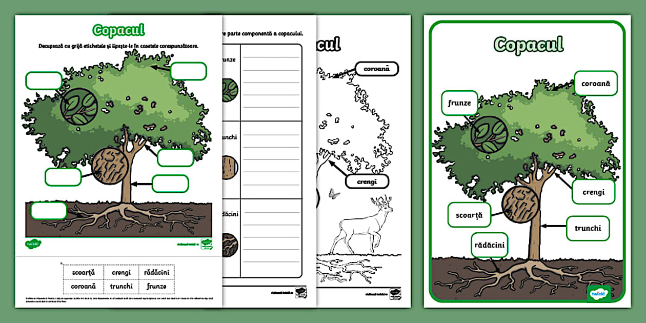 Părțile componente ale copacului – Pachet cu resurse