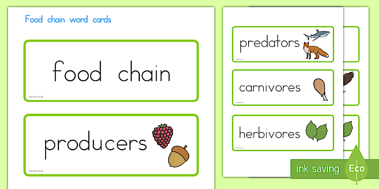 Food Chain Word Cards (teacher made) - Twinkl