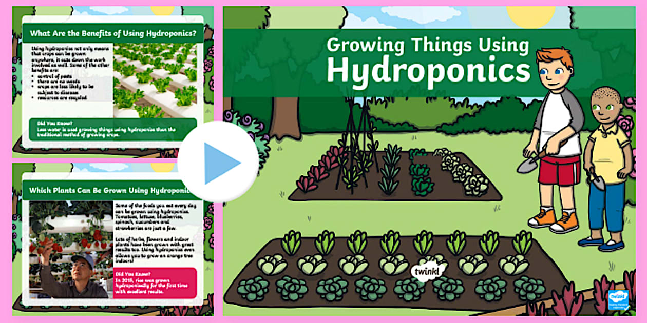 KS1 Growing Things Using Hydroponics PowerPoint - Twinkl