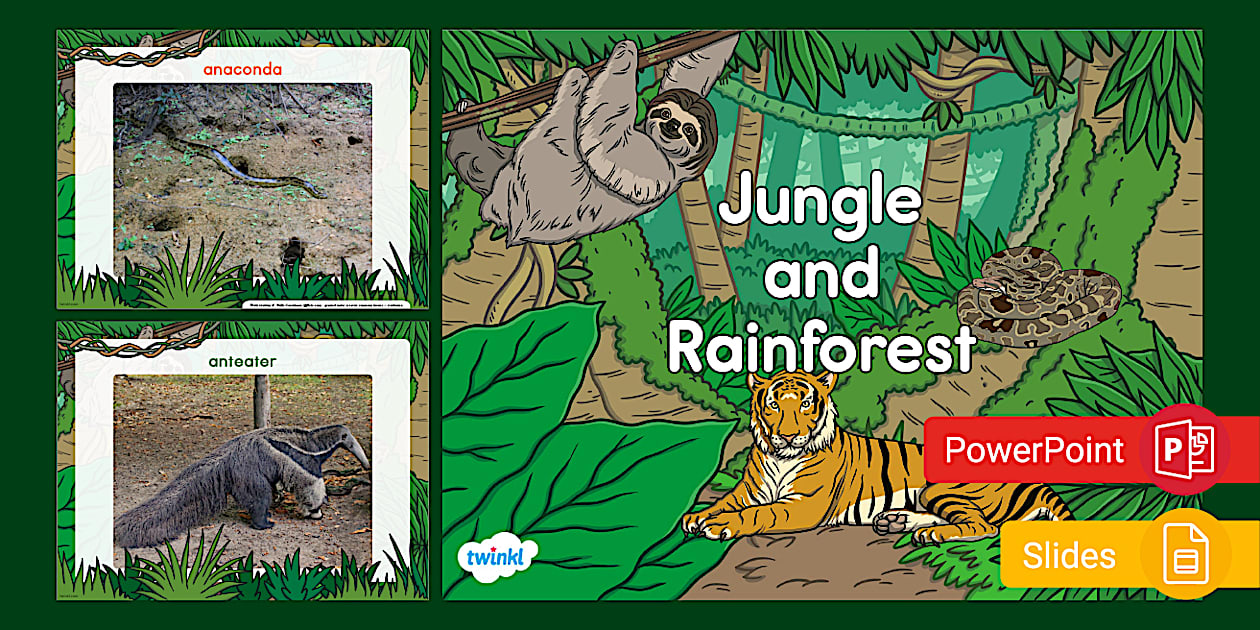Jungle and Rainforest Photo PowerPoint & Google Slides