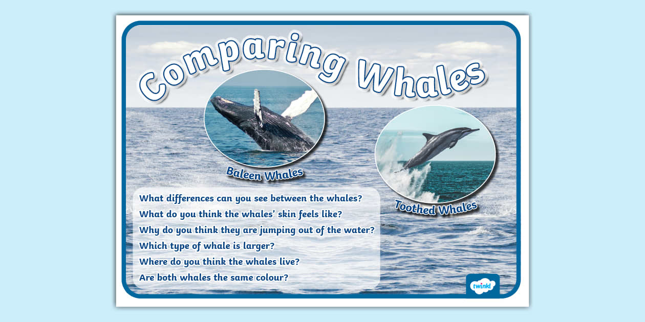 Comparing Baleen Whales and Toothed Whales Discussion Prompt Poster