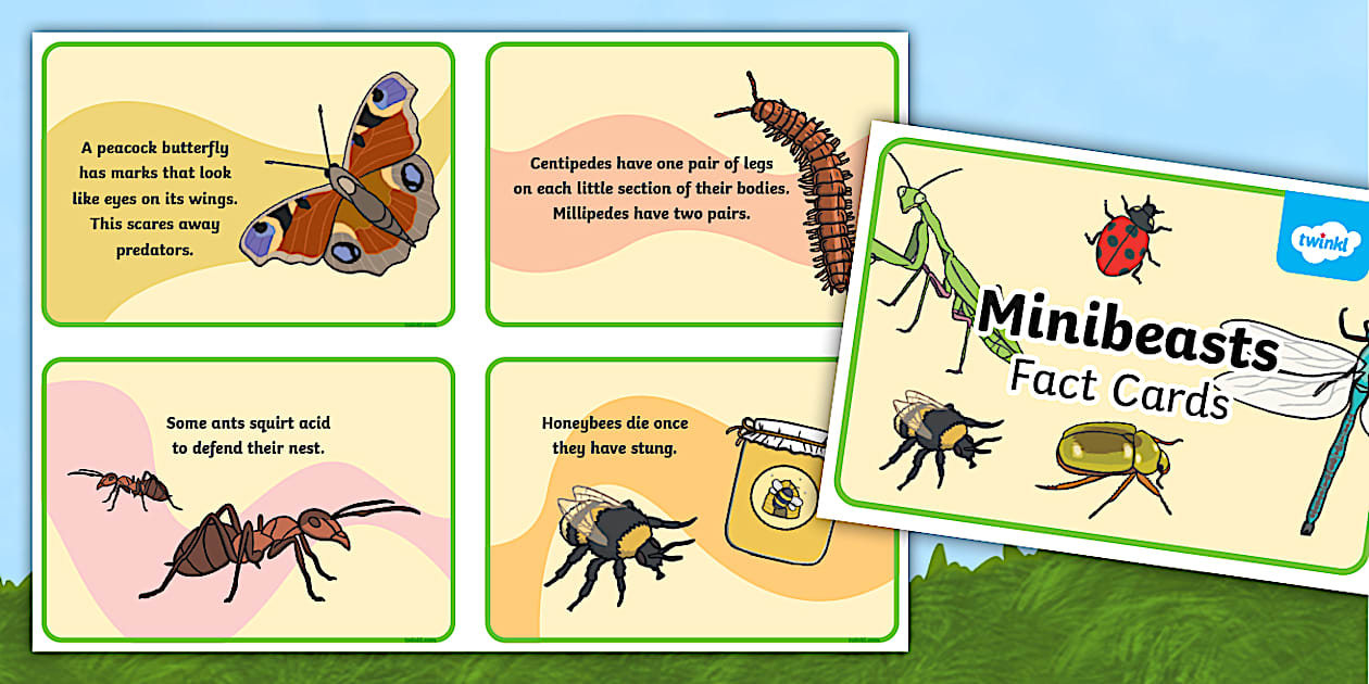 Minibeasts Facts Cards for Kids | Science Resource | Y 3-6