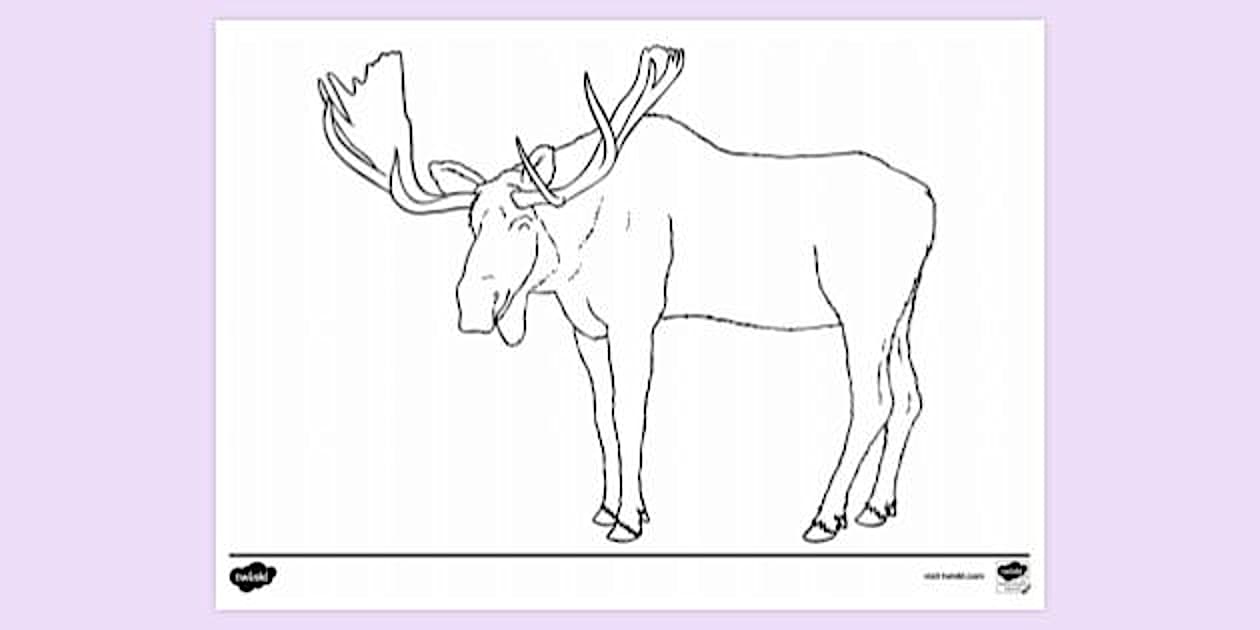 Moose Colouring Sheet | Colouring Sheets | Twinkl - Twinkl