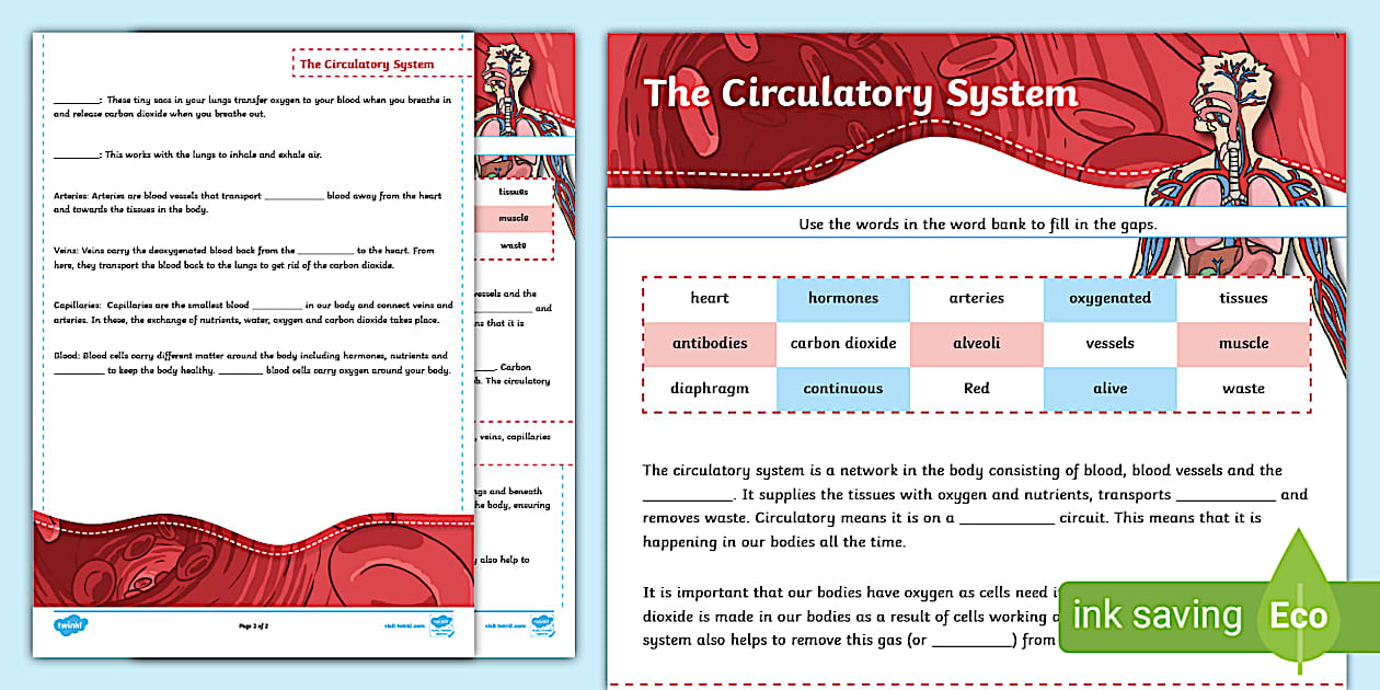 The Circulatory System Cloze Activity - Twinkl - KS2