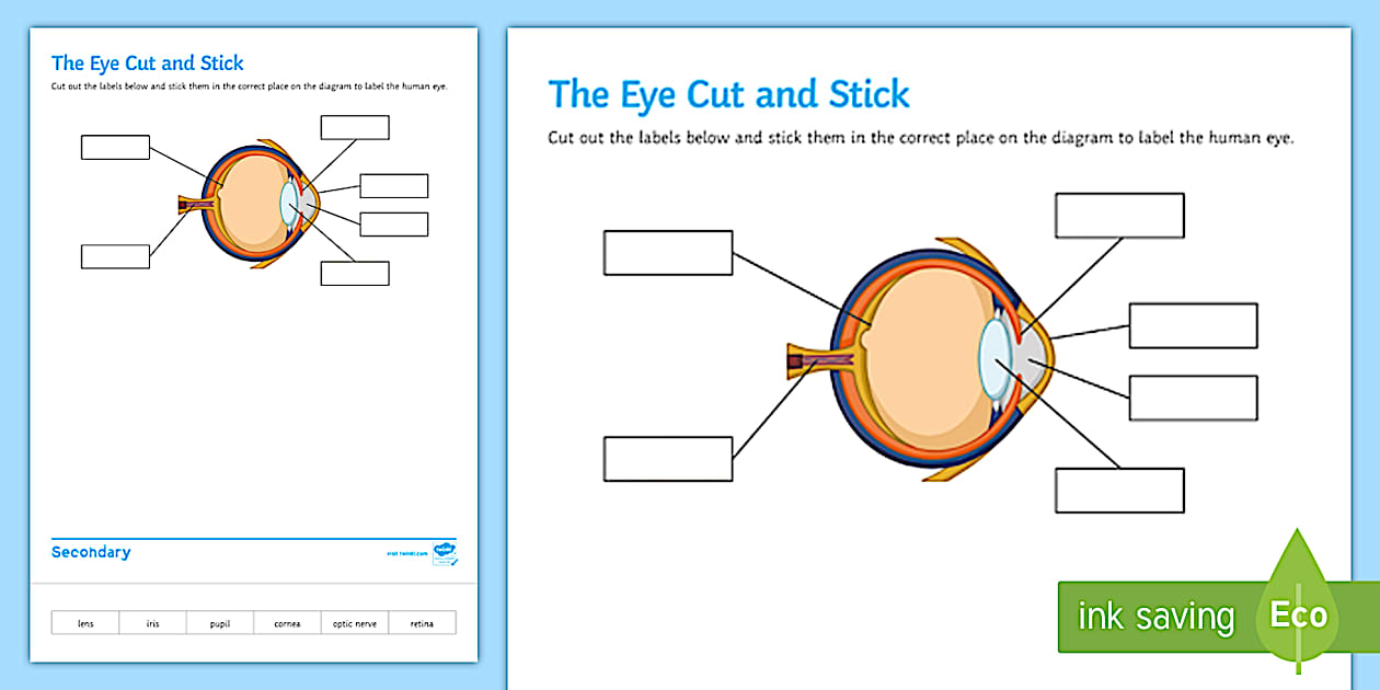 Anatomy of the Eye Worksheet | Cut and Stick (teacher made)